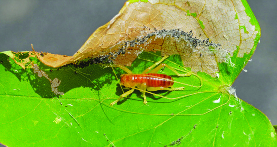 Tree crickets give summer concerts nightly | News, Sports, Jobs ...
